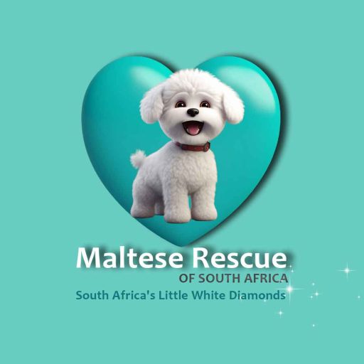 Rescue Maltese Dogs Available for Adoption - Maltese Rescue - Adoption