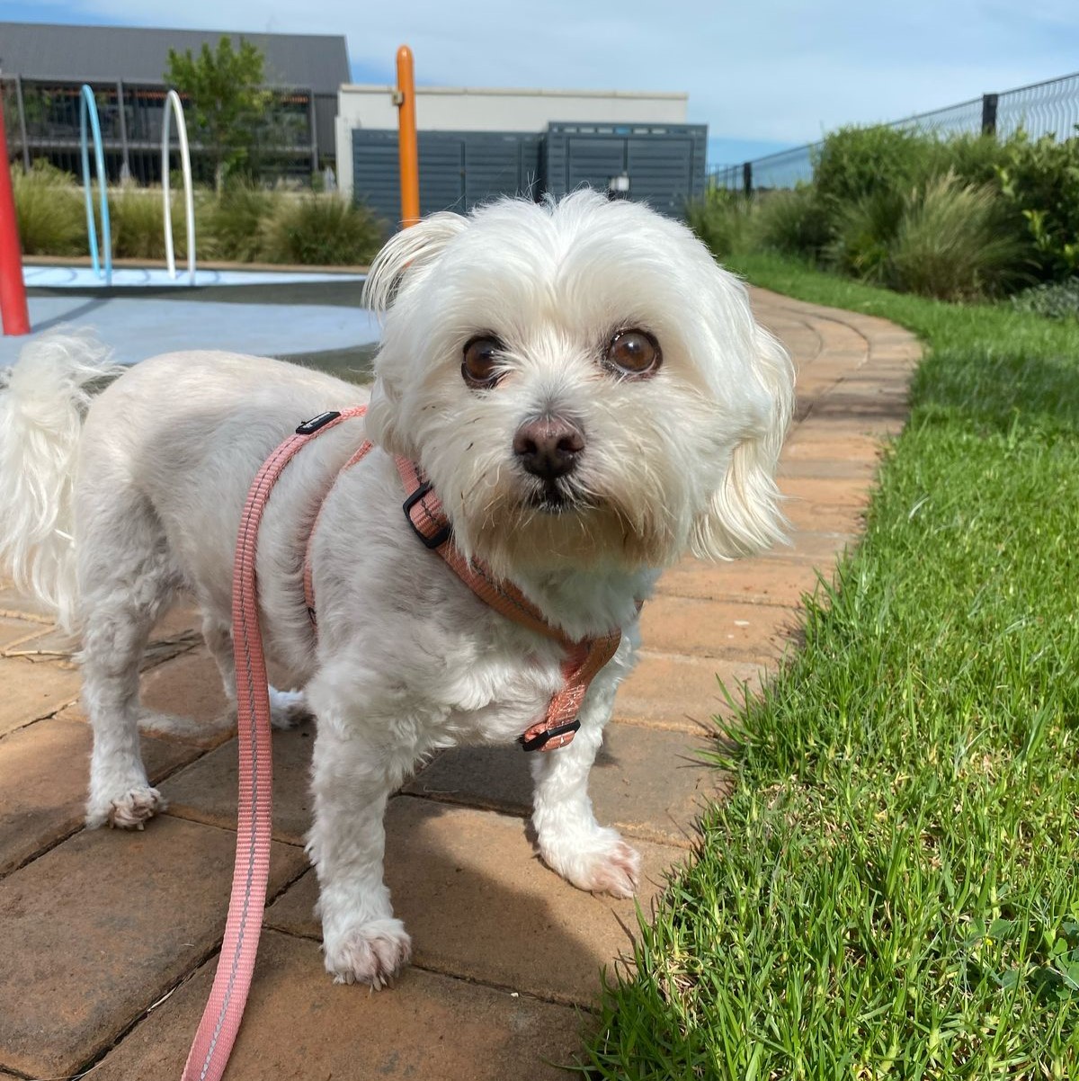 #118 ALREADY ADOPTED - Gauteng, Randburg - Adopt Maltese Female Nunu ...