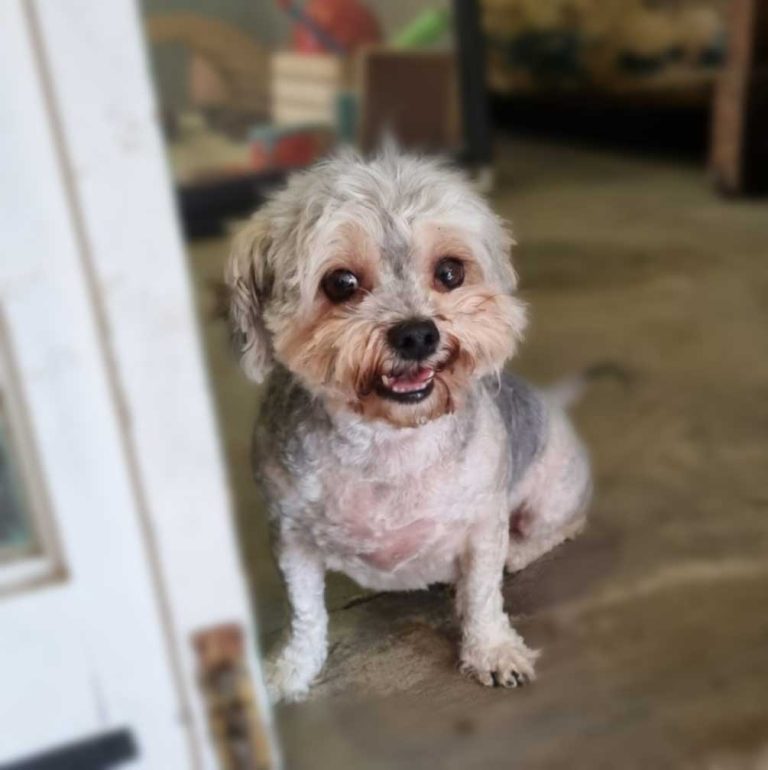 #122 ALREADY ADOPTED - Gauteng, Springs - Adopt Sokkies Male Morkie ...