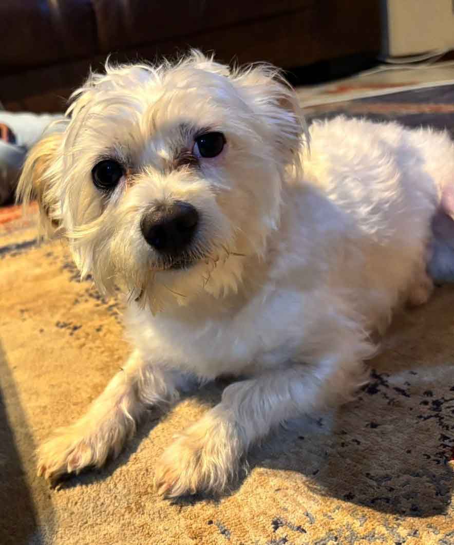 #129 ALREADY ADOPTED - Gauteng, Randburg: Adopt Ricky Small Male ...